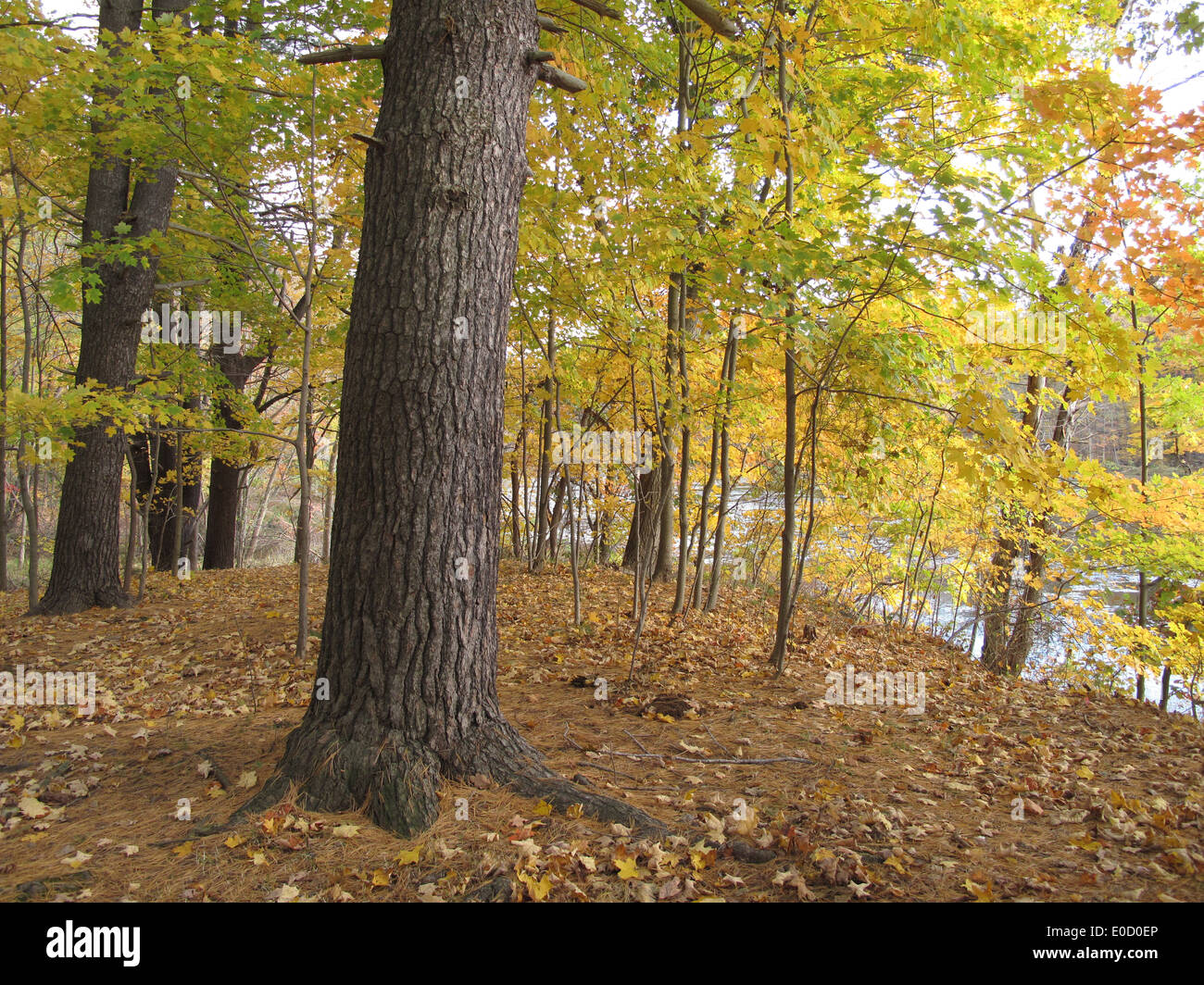 Fall scenes barn hi-res stock photography and images - Alamy