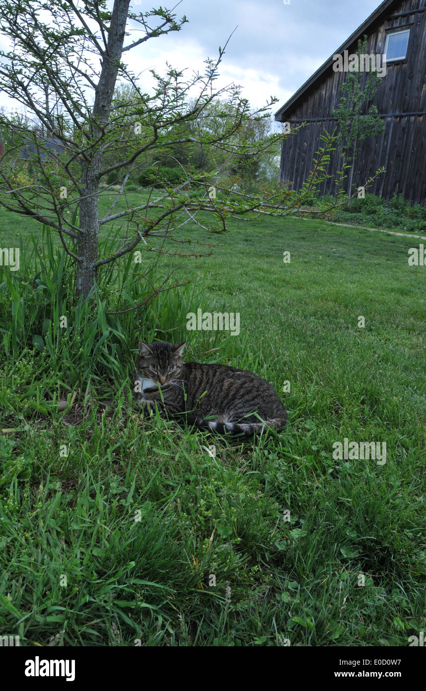 Farm Cat Barn Cat Mixed Breed Cat Outdoor Cat Stock Photo - Alamy