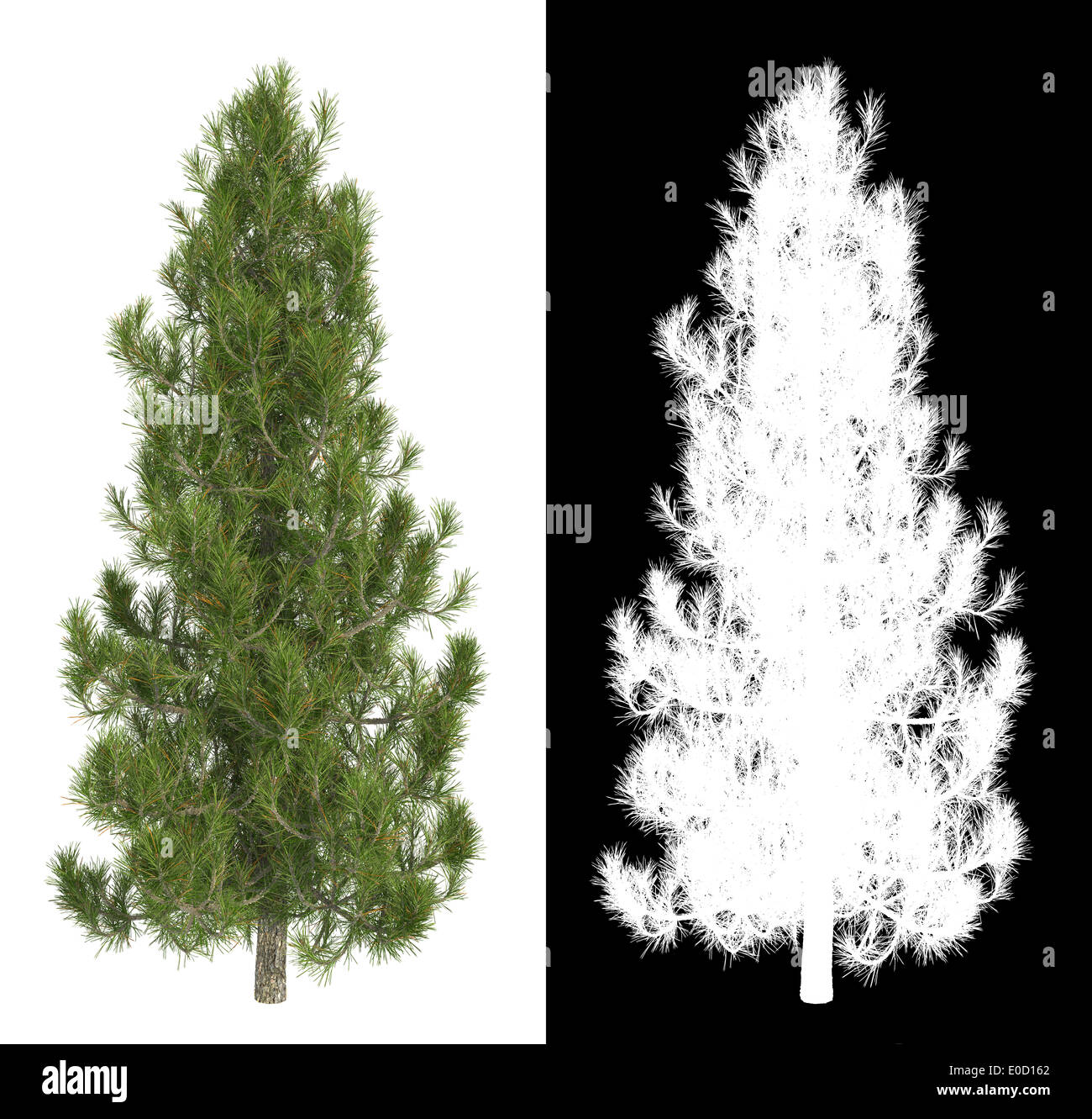 Green Pine with Detail Raster Mask Stock Photo - Alamy