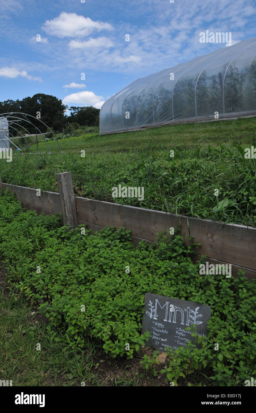 Peppermint hill hi-res stock photography and images - Alamy