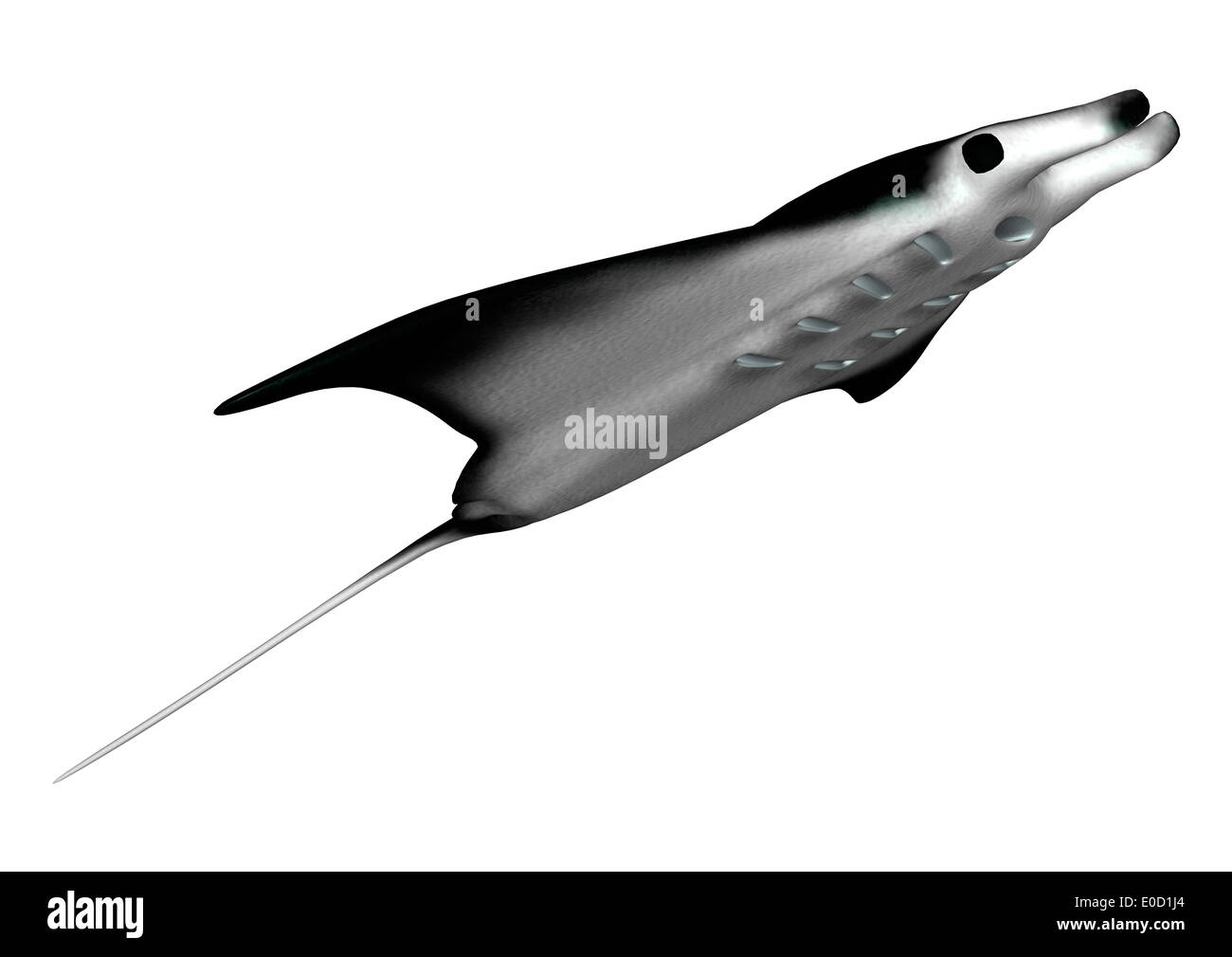 3D digital render of a manta ray isolated on white background Stock ...