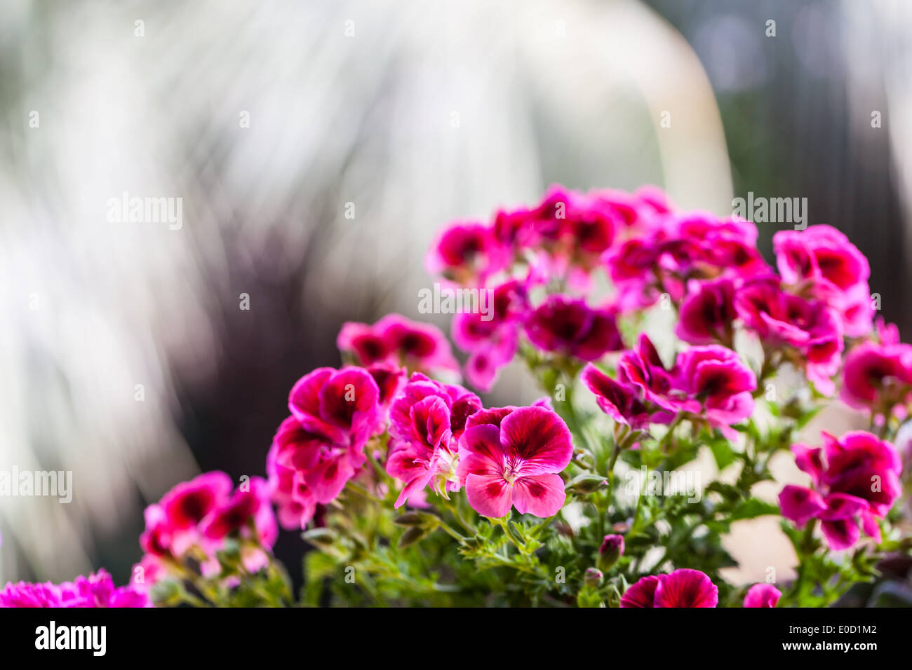 Bicolor Pelargonium High Resolution Stock Photography and Images - Alamy