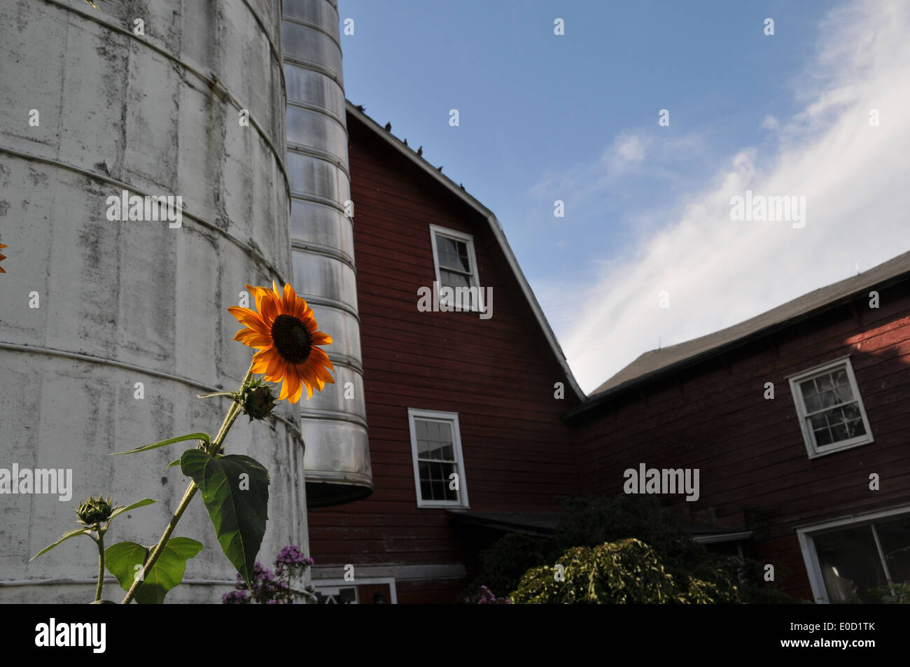 Summer Farm Scene barns and flowers Stock Photo - Alamy