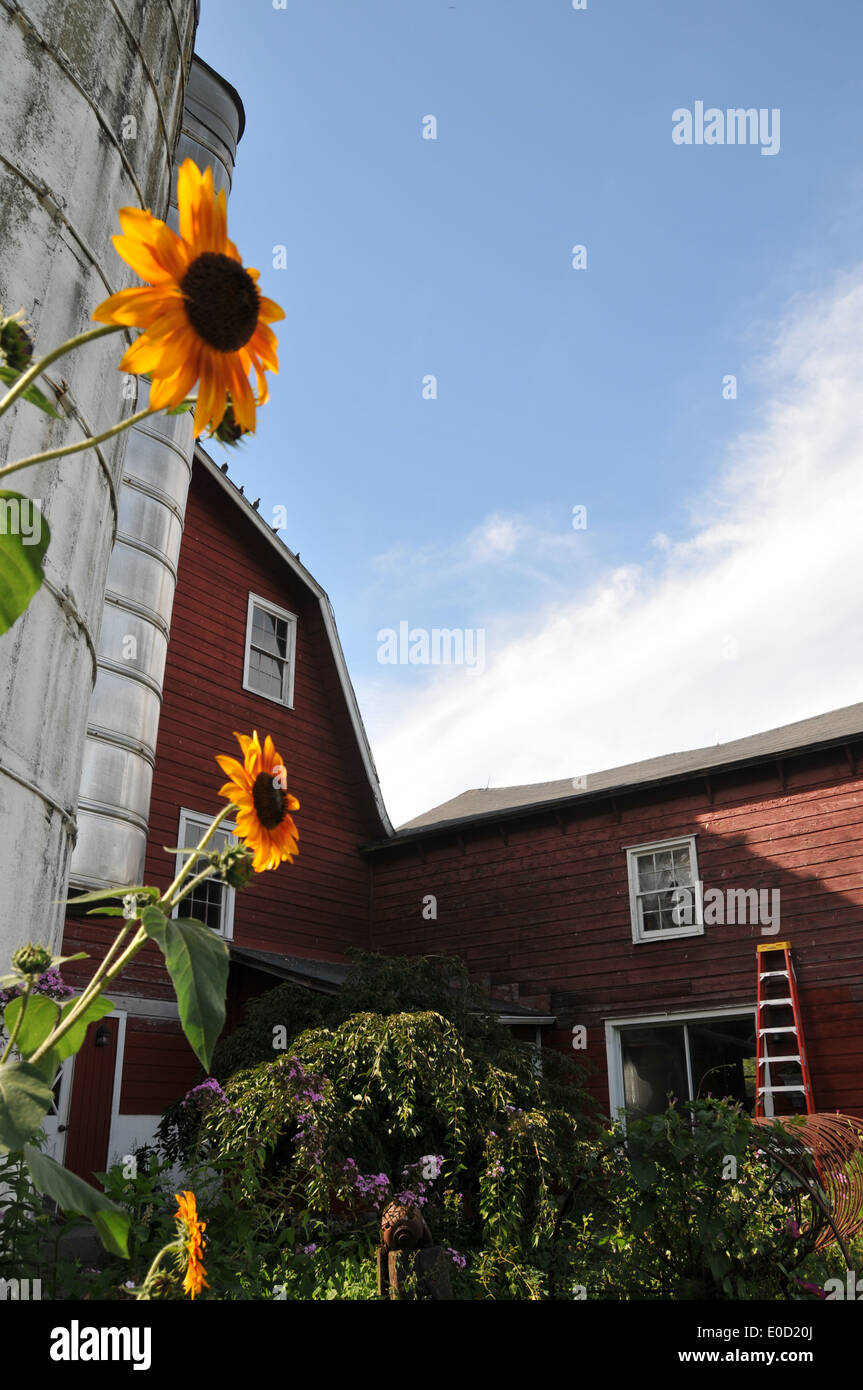 Summer Farm Scene barns and flowers Stock Photo - Alamy