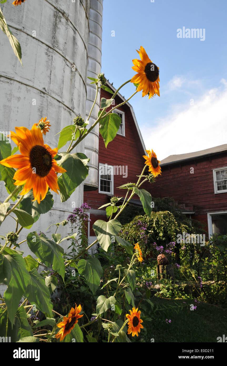 Summer Farm Scene barns and flowers Stock Photo - Alamy