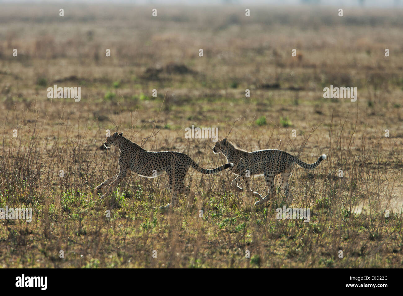 African grasslands cheetahs running hi-res stock photography and images ...