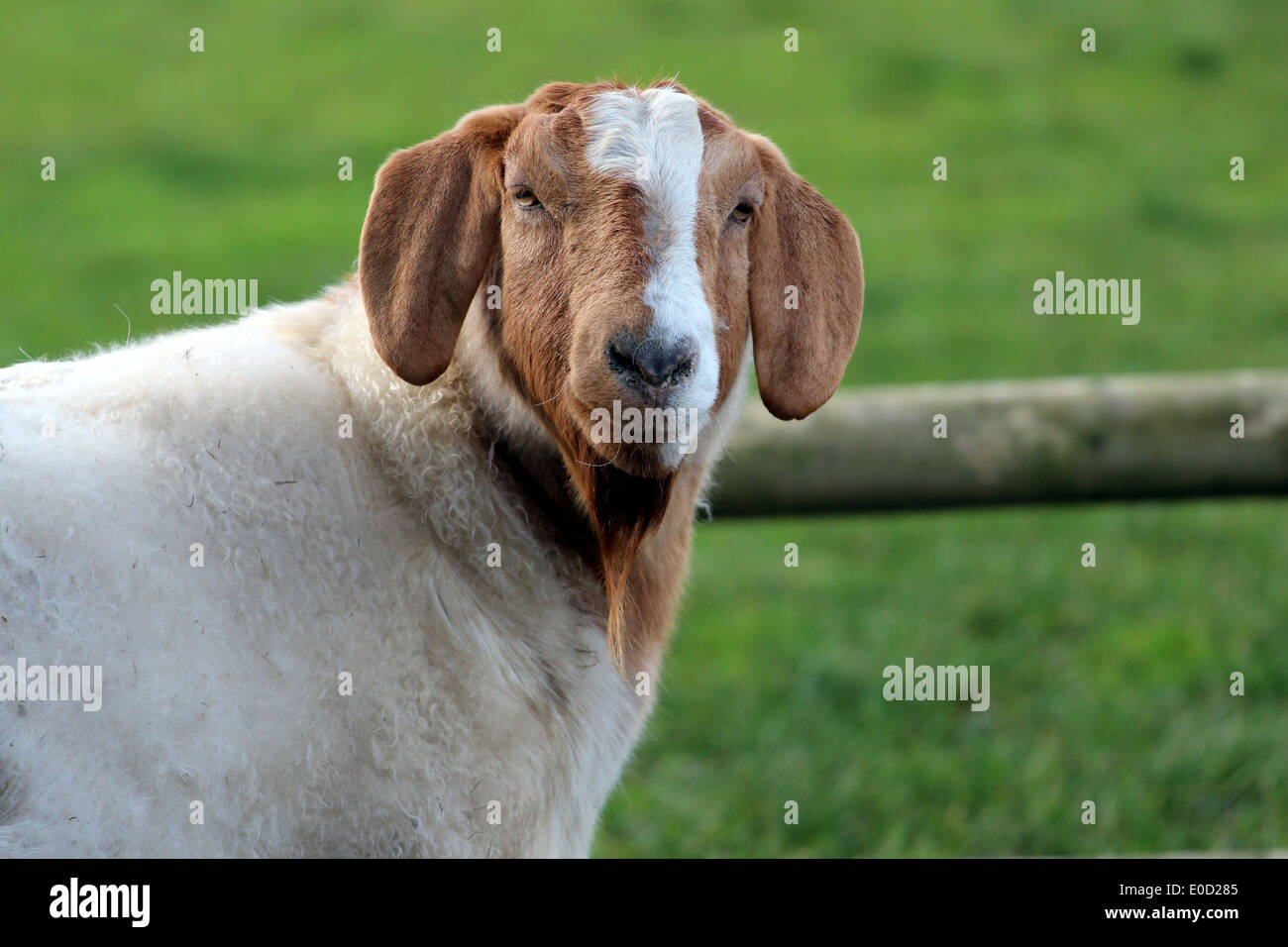 Headshot of a domesticated goat Stock Photo - Alamy