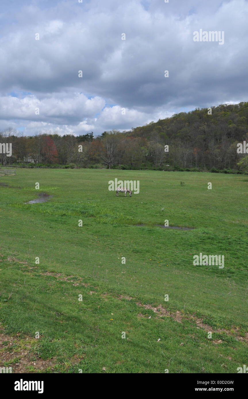 Zoomed out grass hi-res stock photography and images - Alamy