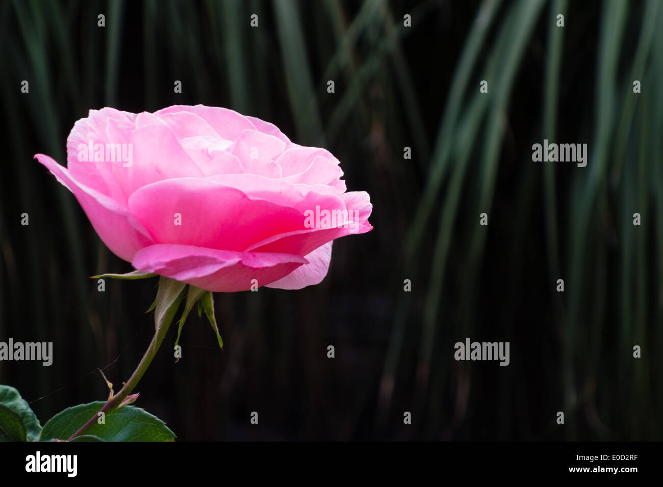 Vibrant rosy pink flowers hi-res stock photography and images - Alamy
