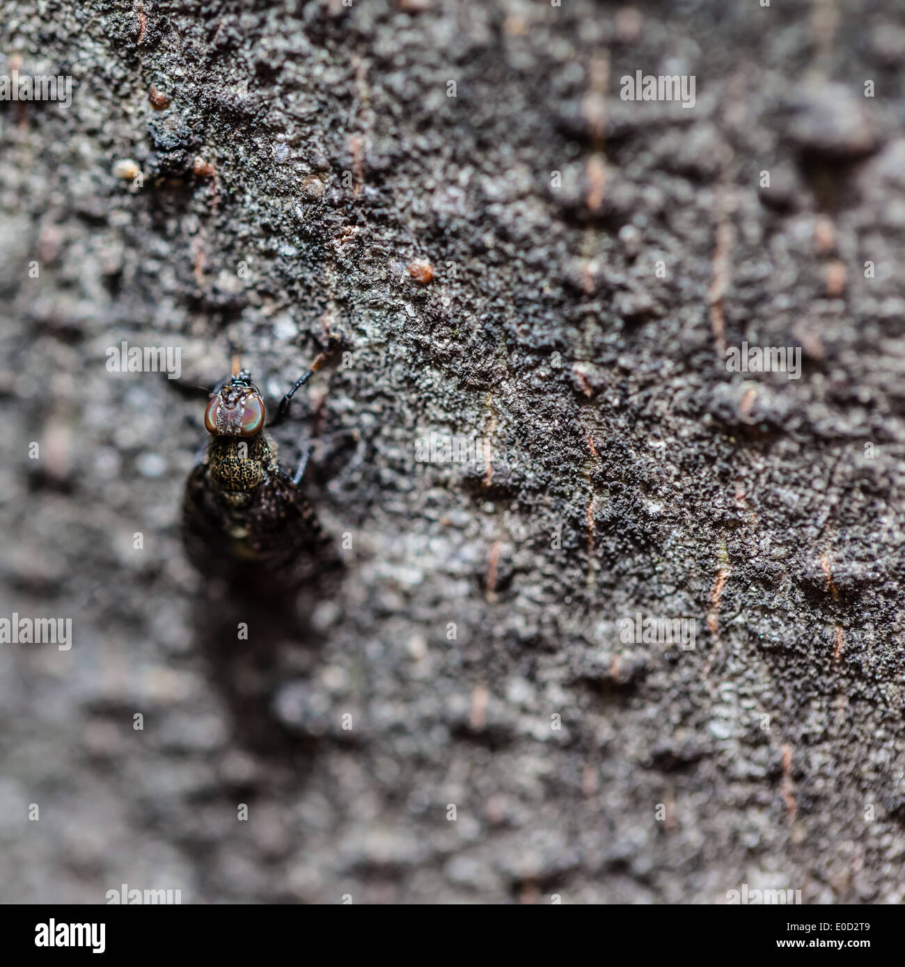 extreme macro shot of a common house fly on a dark tree bark Stock ...