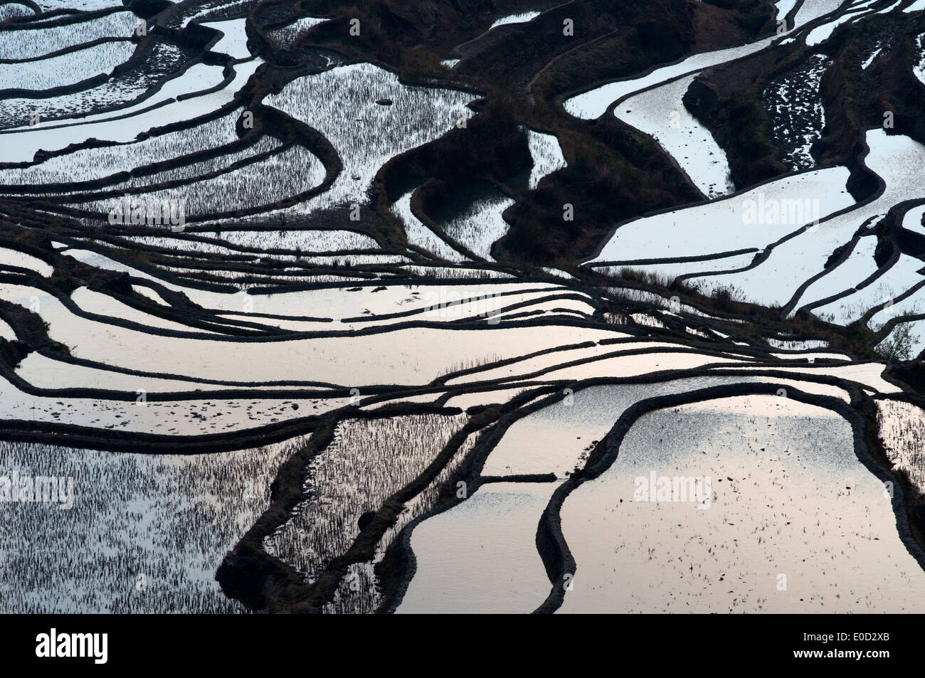 Duoyishu watered terraced rice fields at dawn, Yuanyang, Yunnan, China ...