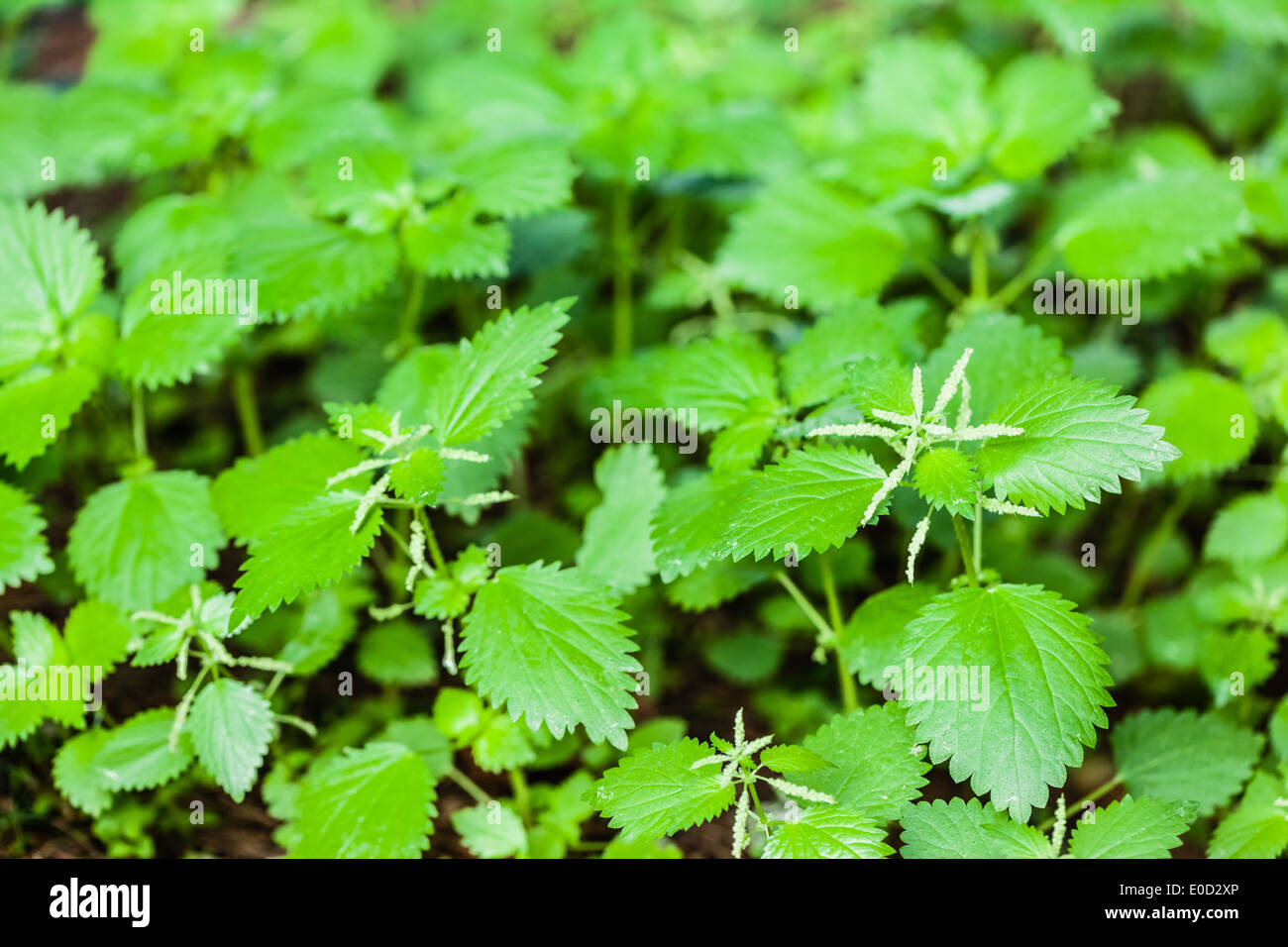 Closeup shot stinging nettle hi-res stock photography and images - Alamy