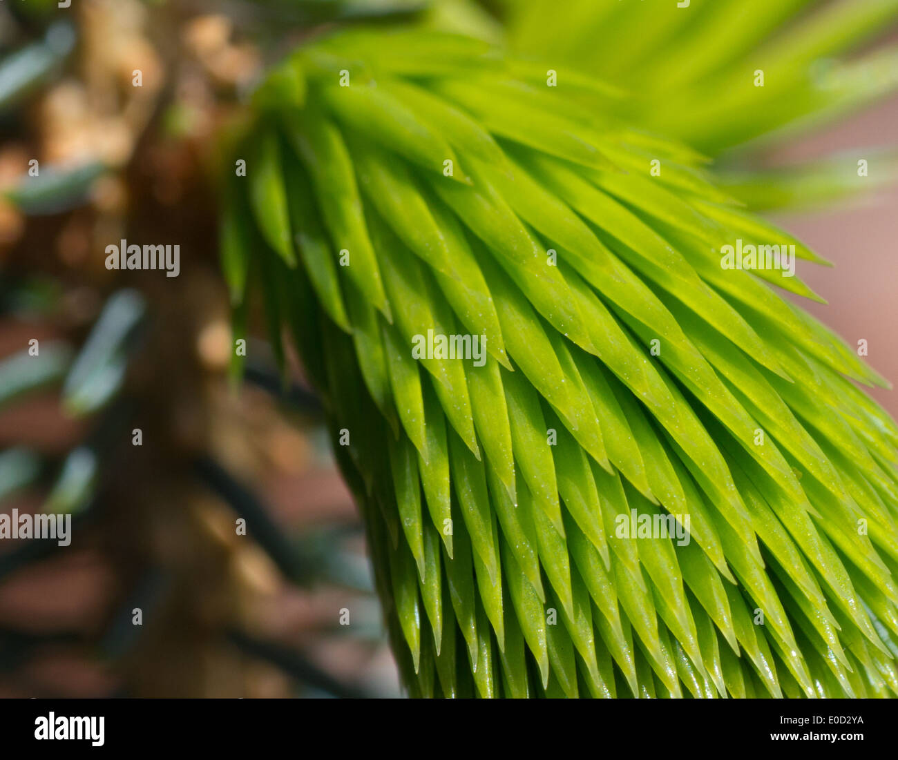 Detailed macro abstract of the side of the fir tree sprouting Stock ...