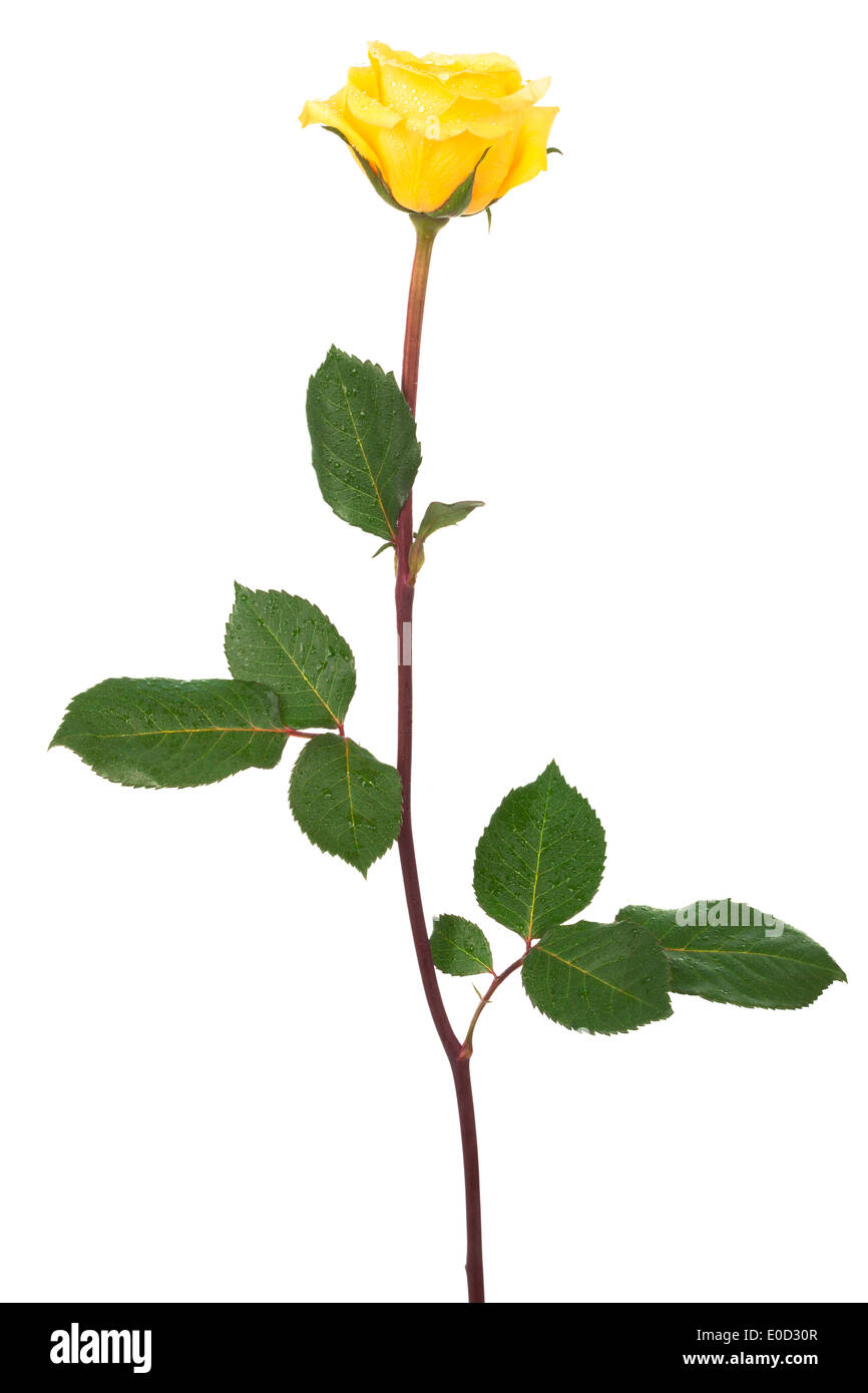 Fresh yellow roses on a white background Stock Photo - Alamy