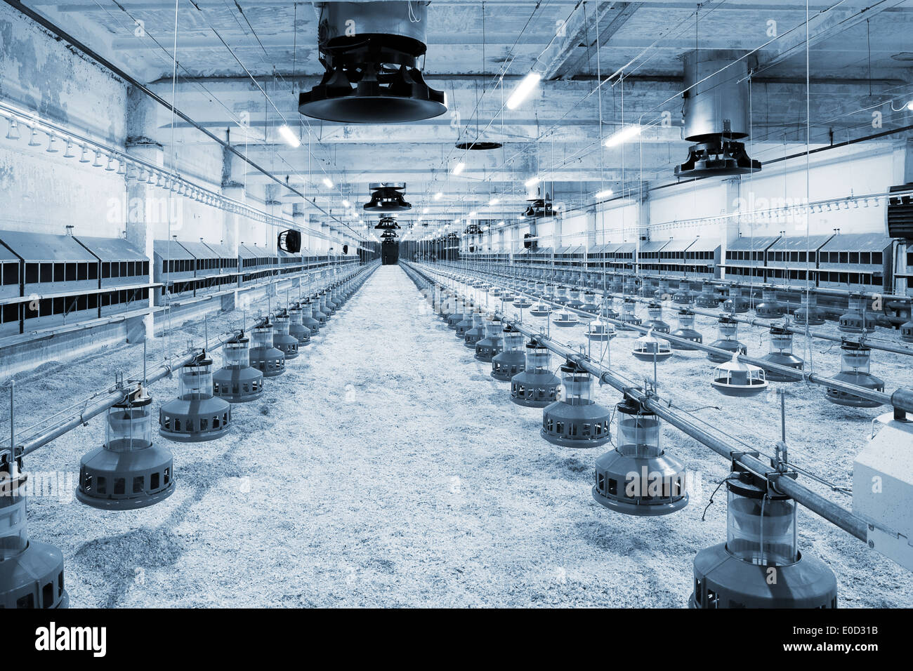 The modern and new automated integrated poultry farm Stock Photo - Alamy