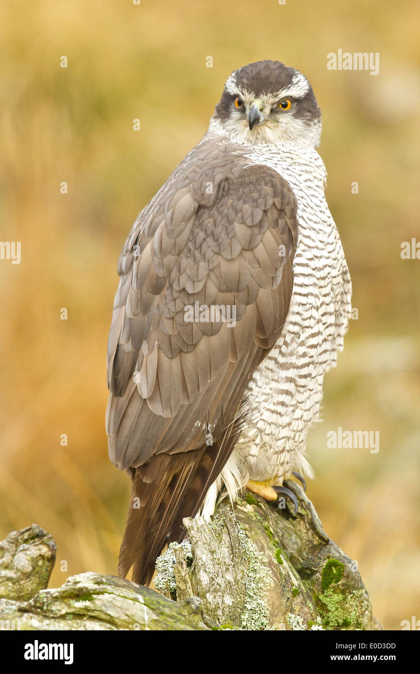 Displaying Goshawk perched on the old tree stump locks the steely stare ...