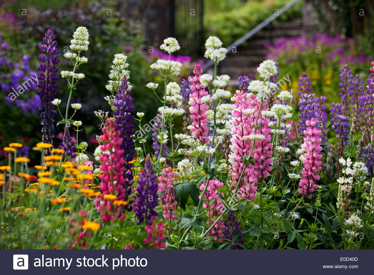 Snapdragon Bed Stock Photos & Snapdragon Bed Stock Images - Alamy