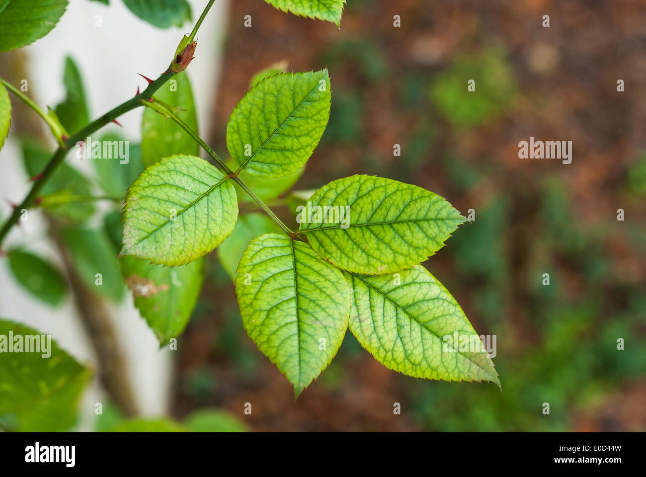 Leaves of rose hi-res stock photography and images - Alamy