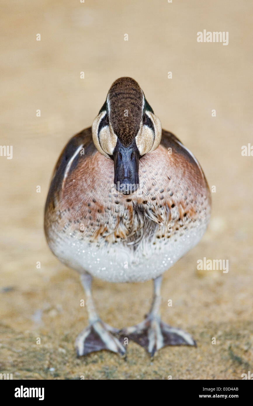 Baikal teal anas formosa male hi-res stock photography and images - Alamy