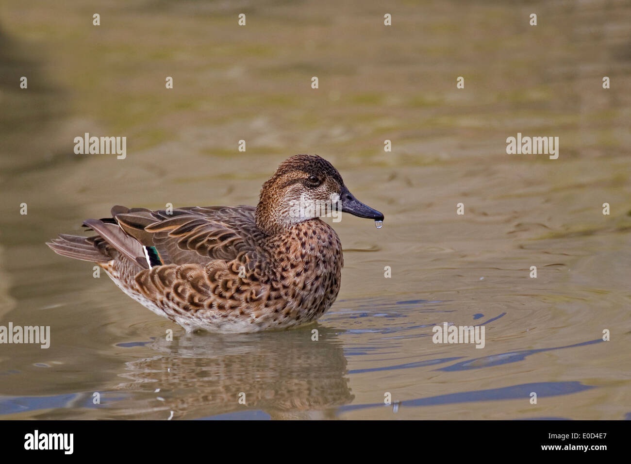 Female Baikal Teal, Anas formosa Stock Photo - Alamy