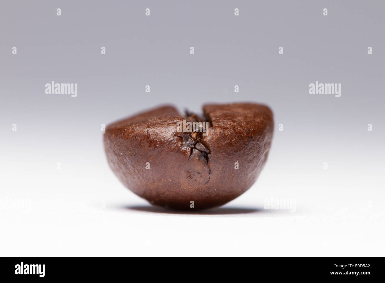 One coffee bean on a white background Stock Photo - Alamy