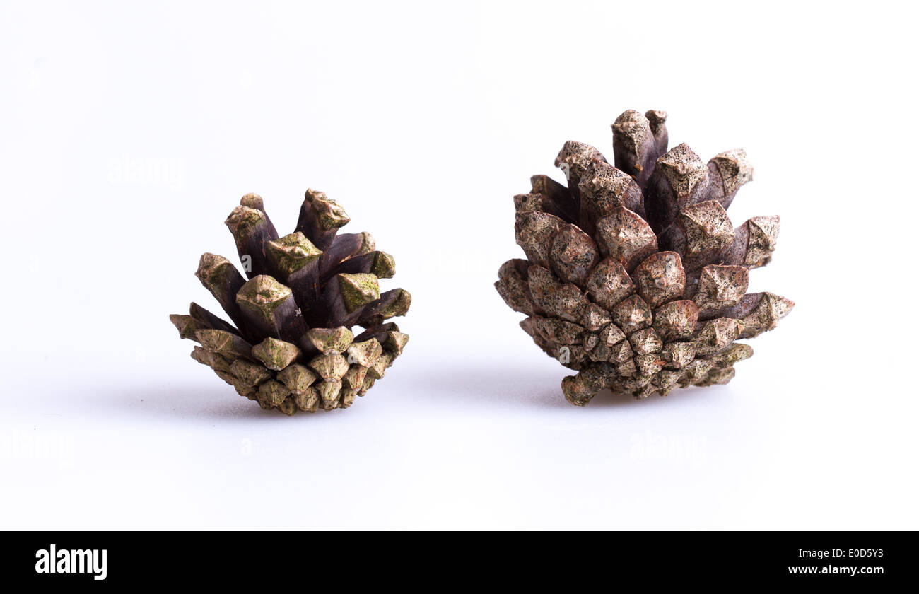 Two pine cones isolated on a white background Stock Photo - Alamy