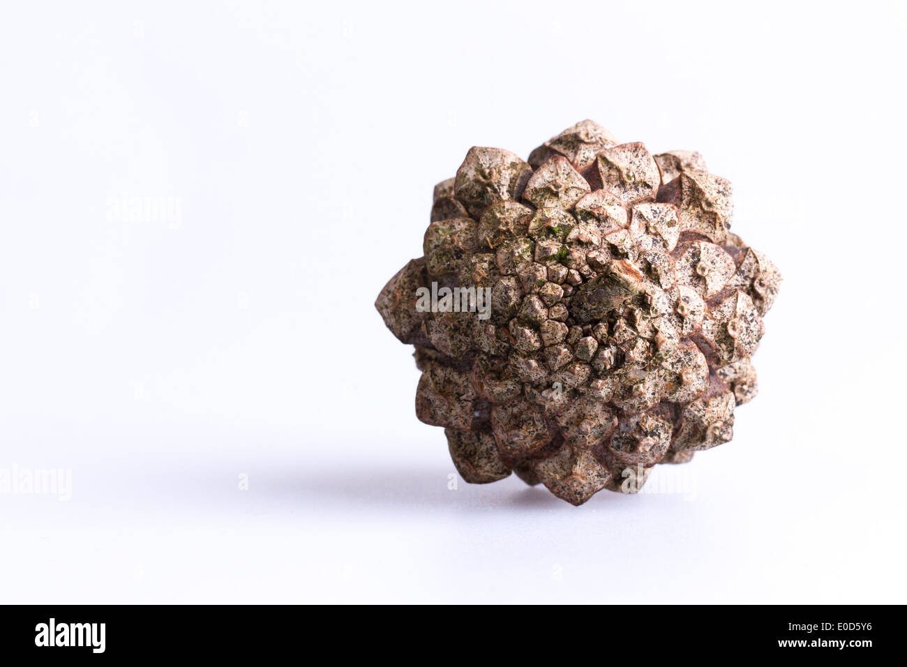 Pine cone isolated on grey Stock Photo - Alamy