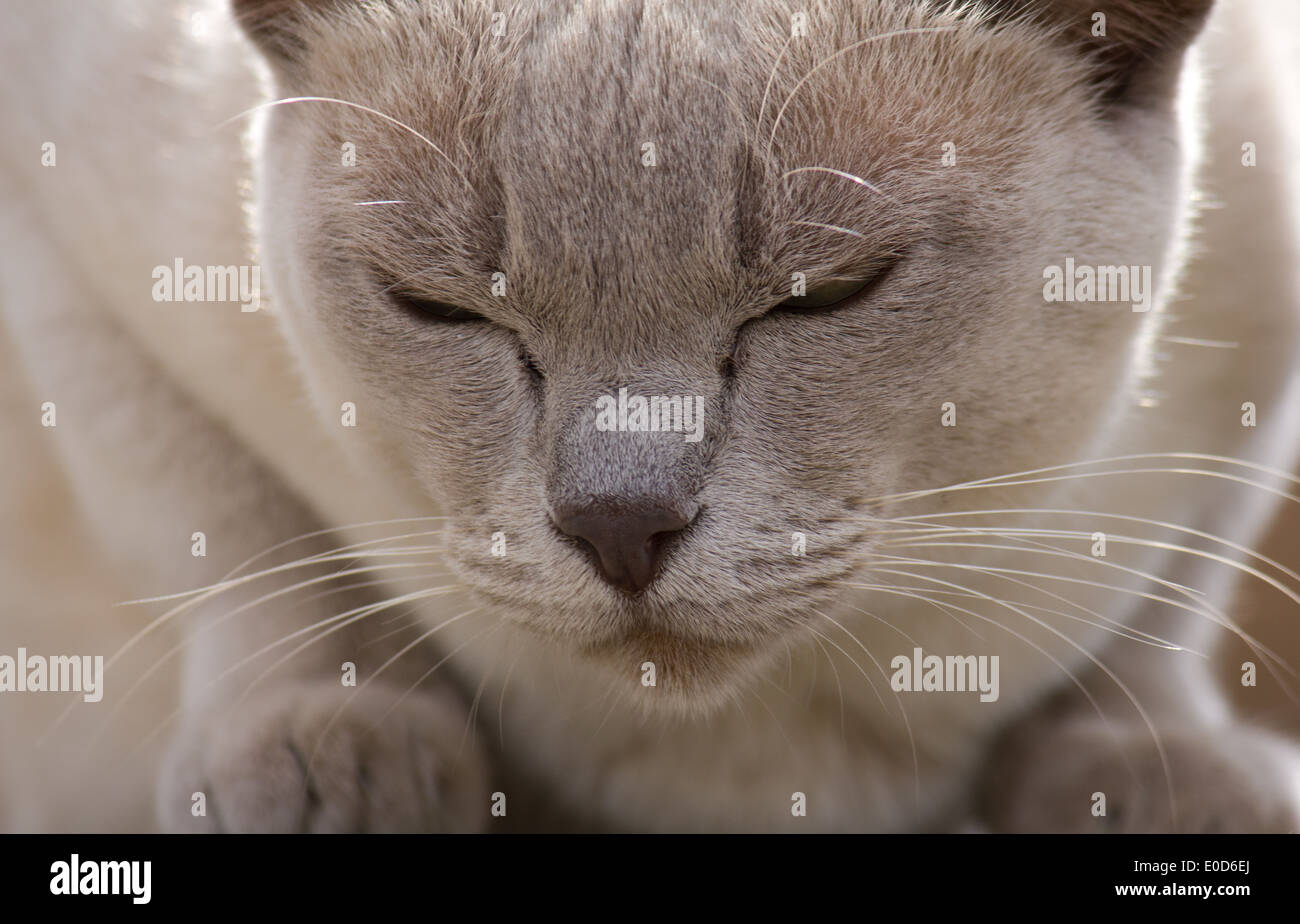 Unfriendly grey / white short haired cat on a wall with closed eyes ...