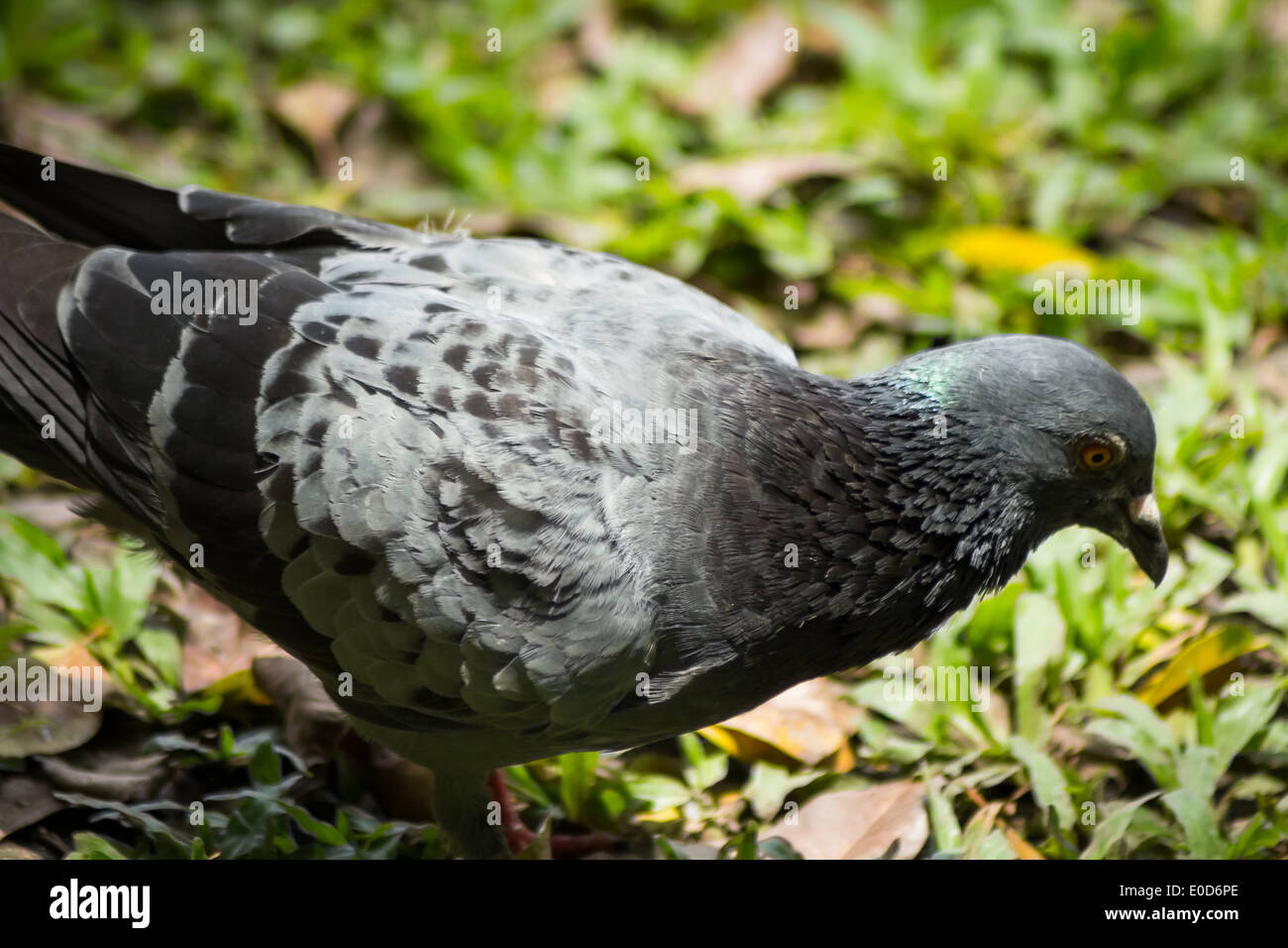 Gray pigeon in the park Stock Photo - Alamy