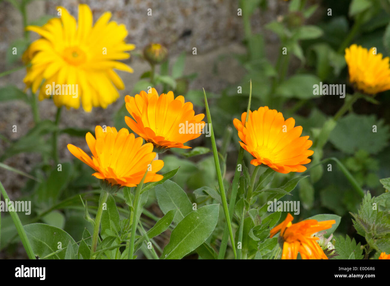 Orange african daisies hi-res stock photography and images - Alamy