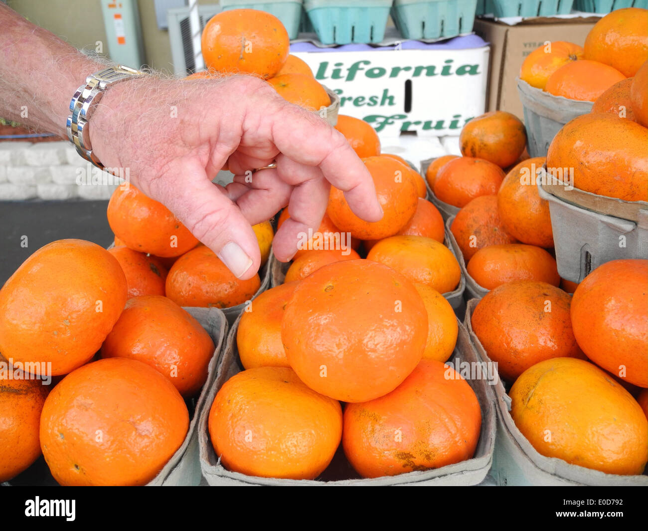 Which Shall I Pick? A customer chooses a ripe tangerine at a Florida ...