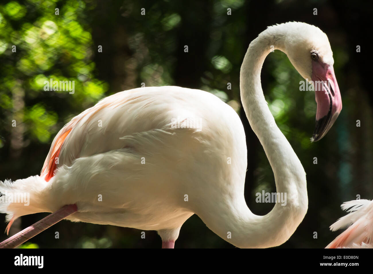 Detail of pink flamingo Stock Photo - Alamy