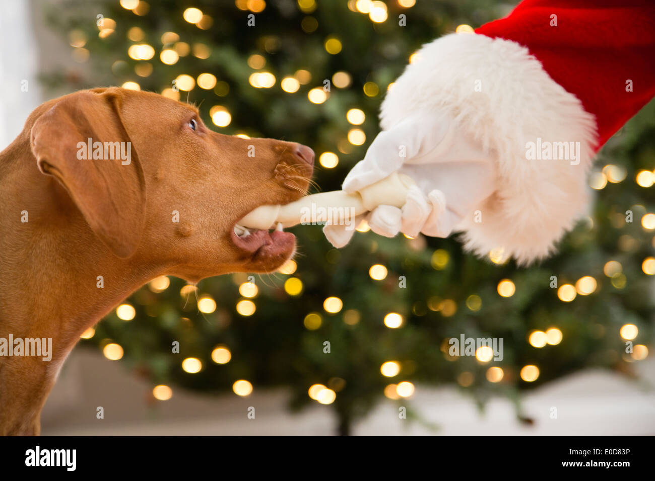 Close up of dog biting bone Stock Photo - Alamy