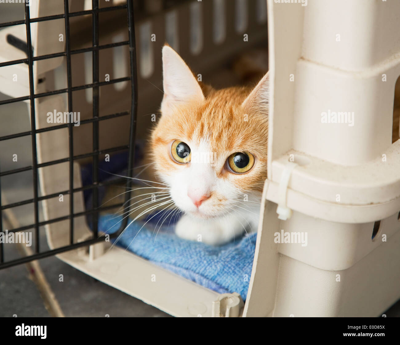 Safety carrier hi-res stock photography and images - Alamy