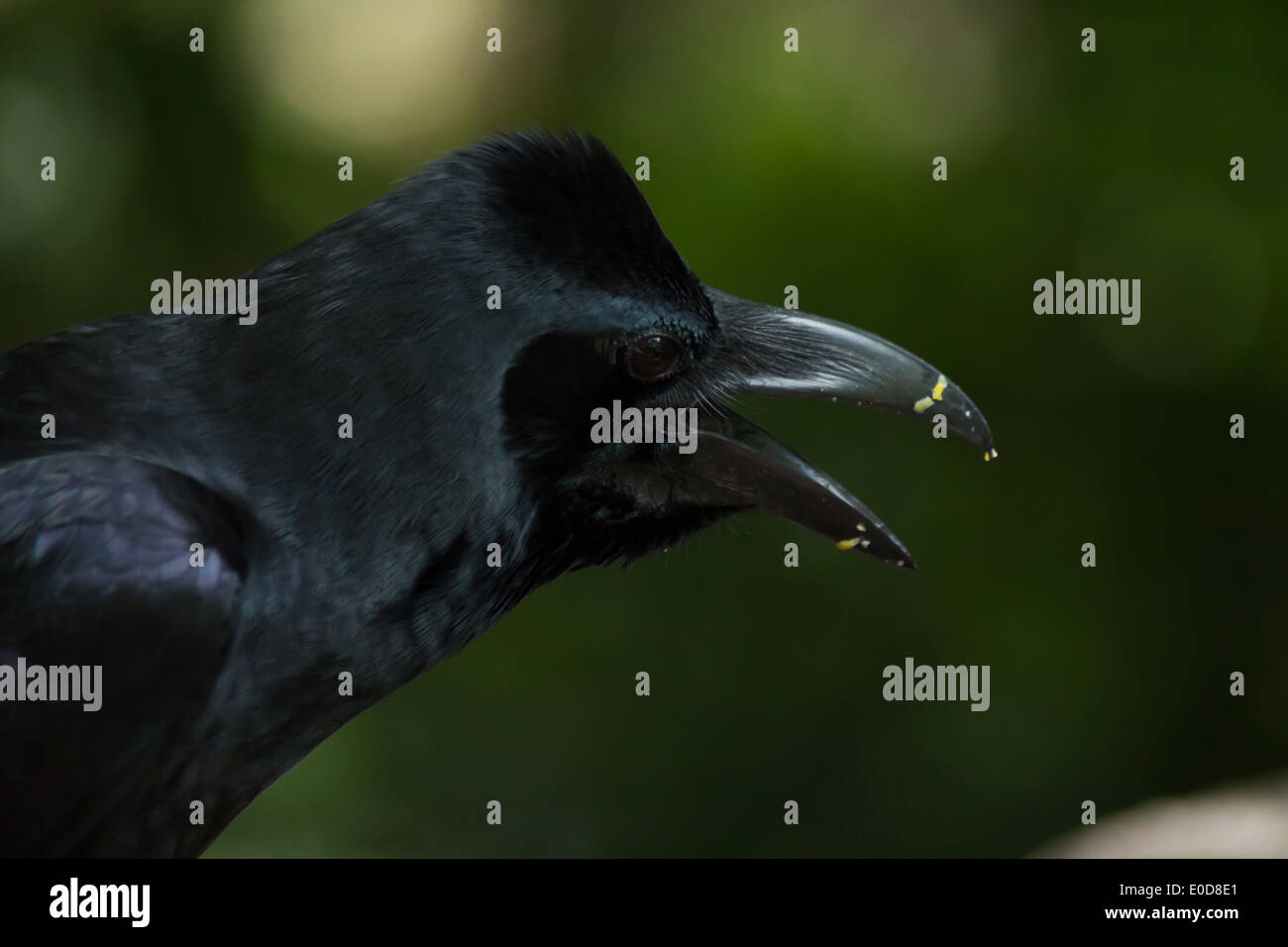 Crow portrait hi-res stock photography and images - Alamy