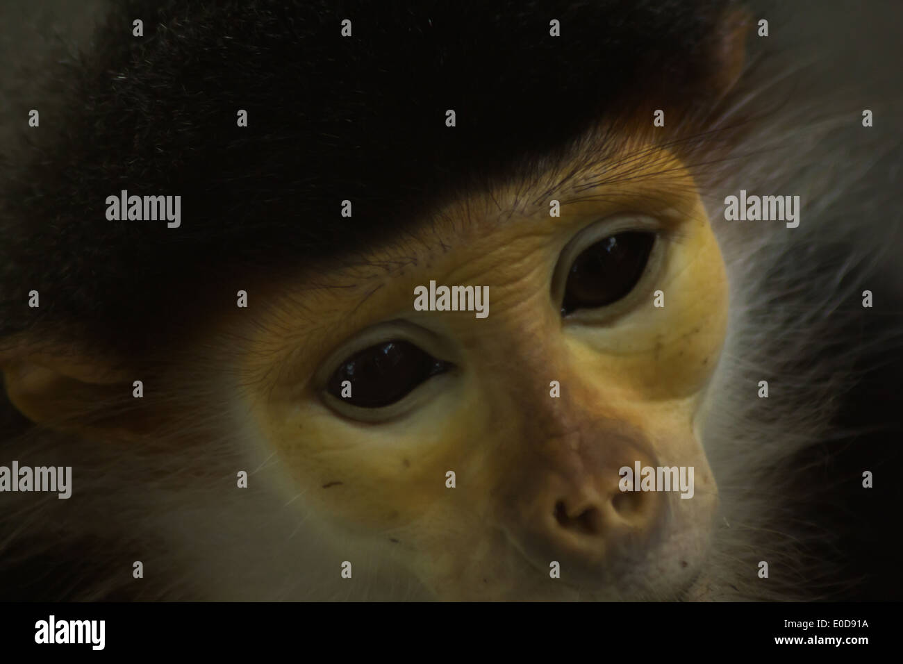 Langur monkey hi-res stock photography and images - Alamy