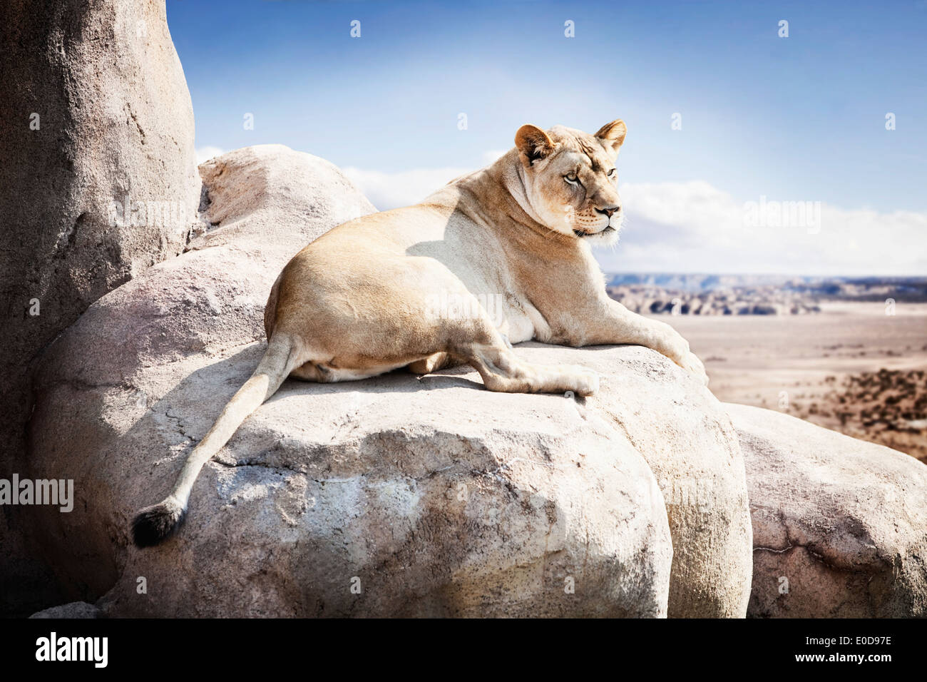 Safari animals lying hi-res stock photography and images - Alamy