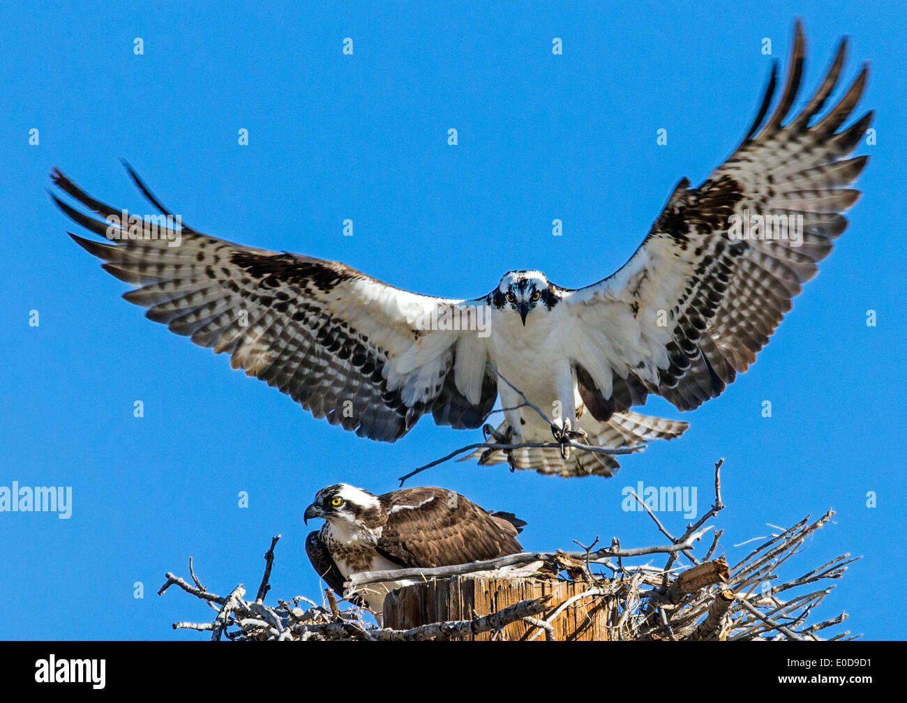 Osprey on nest, Pandion haliaetus, sea hawk, fish eagle, river hawk ...