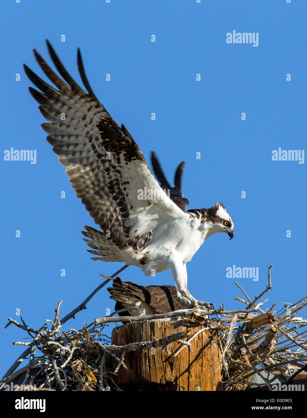 Osprey on nest, Pandion haliaetus, sea hawk, fish eagle, river hawk ...