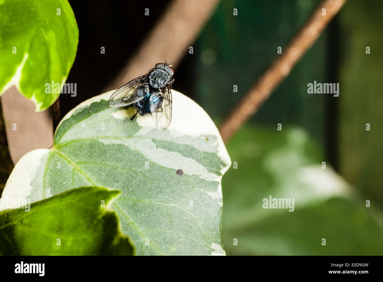 Anthomyiidae hi-res stock photography and images - Alamy