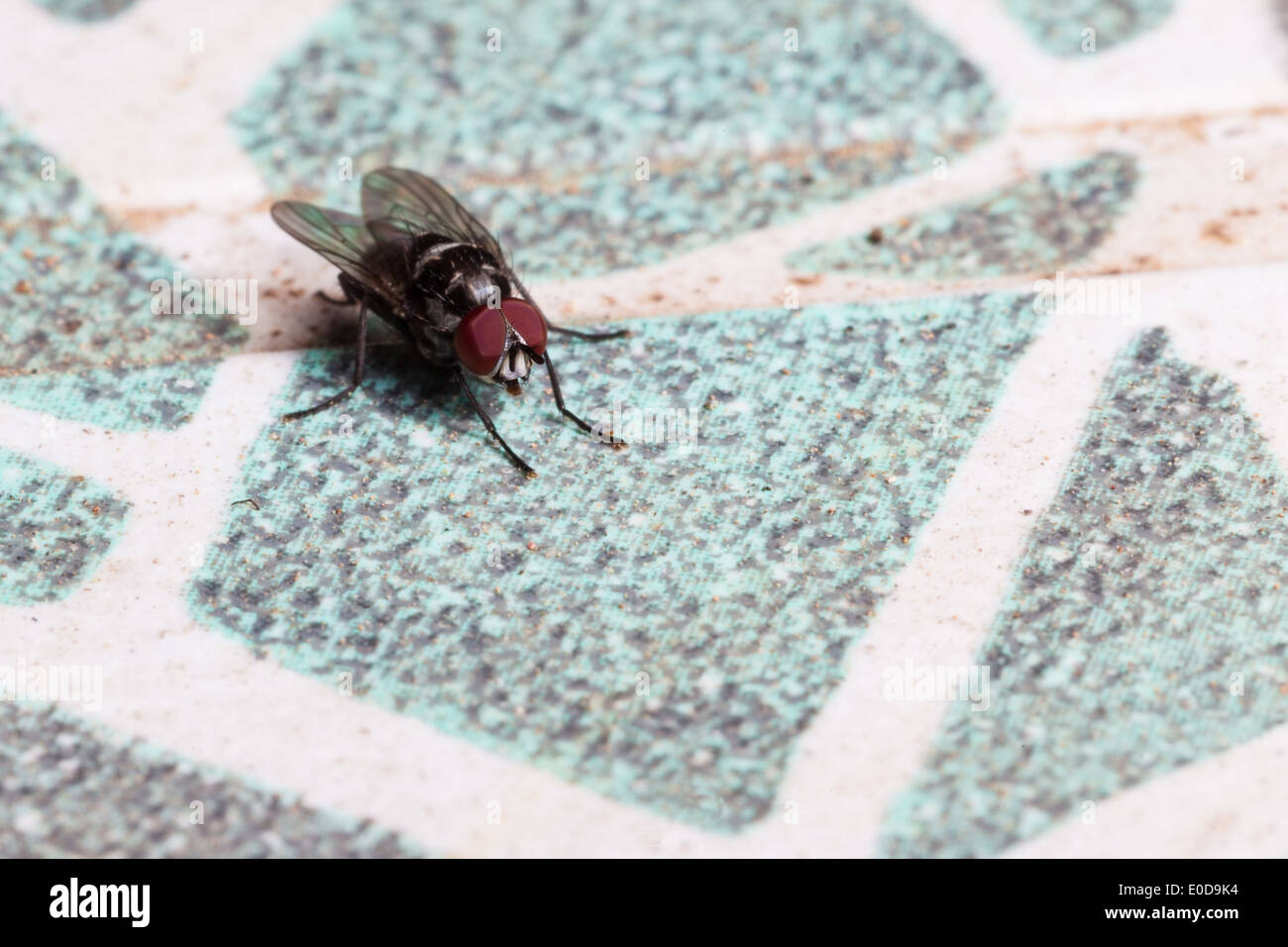 Anthomyia is a genus of fly in the family Anthomyiidae.[1] They look ...