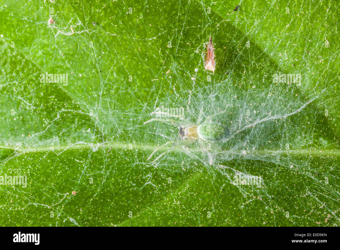 Cribellum hi-res stock photography and images - Alamy