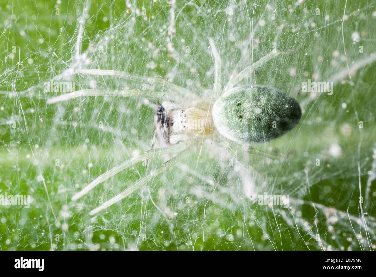 Nigma walckenaeri; a green cribellate spider up to five millimetres ...
