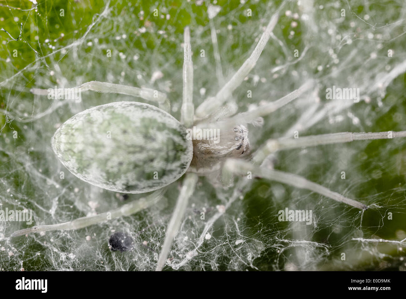 Nigma walckenaeri; a green cribellate spider up to five millimetres ...