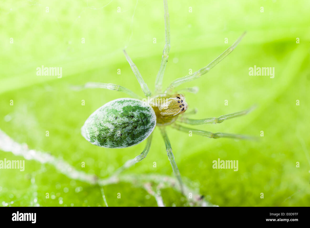 Spider mite spotted hi-res stock photography and images - Alamy