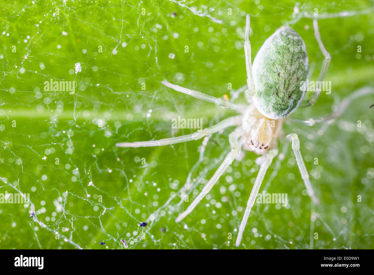 Nigma walckenaeri; a green cribellate spider up to five millimetres ...