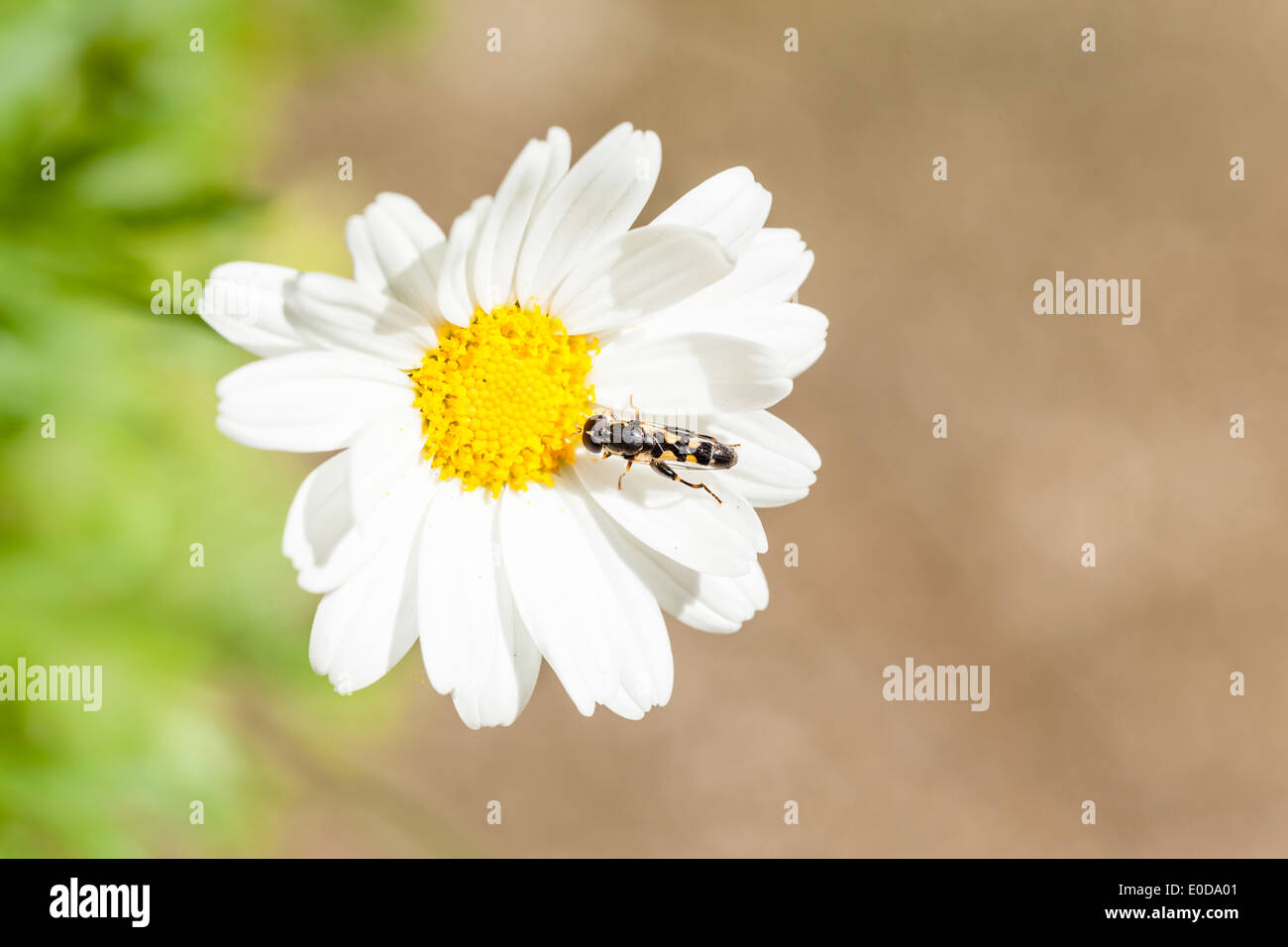 Common hoverfly species hi-res stock photography and images - Alamy