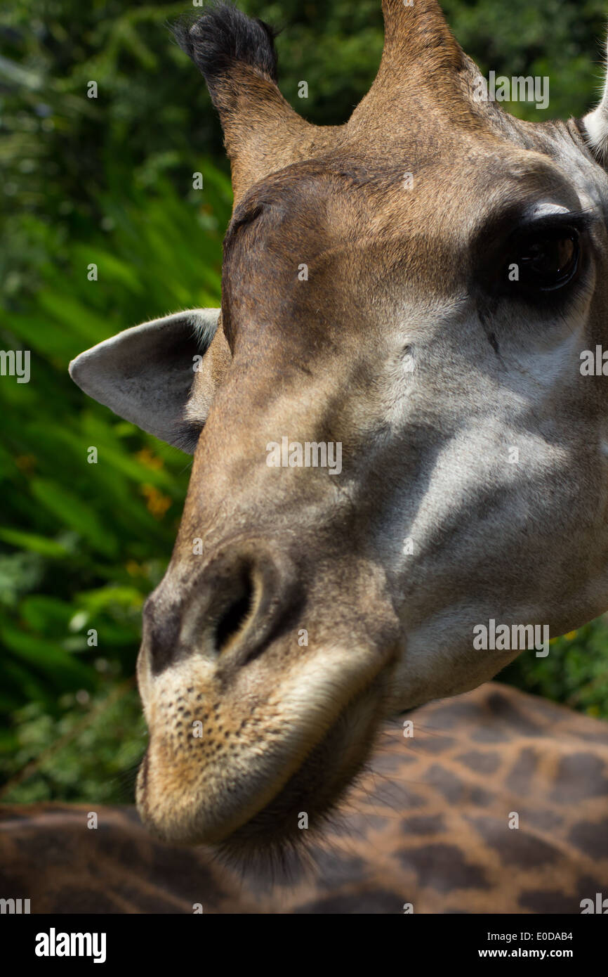 Portrait of Giraffe Stock Photo - Alamy
