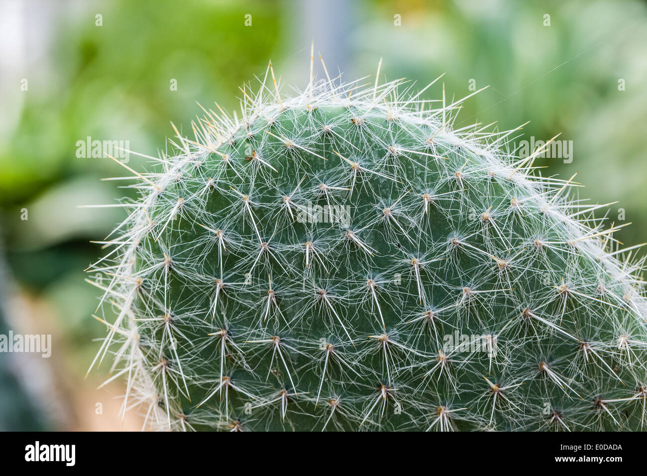 Opuntia, also known as nopales or paddle cactus, is a genus in the ...