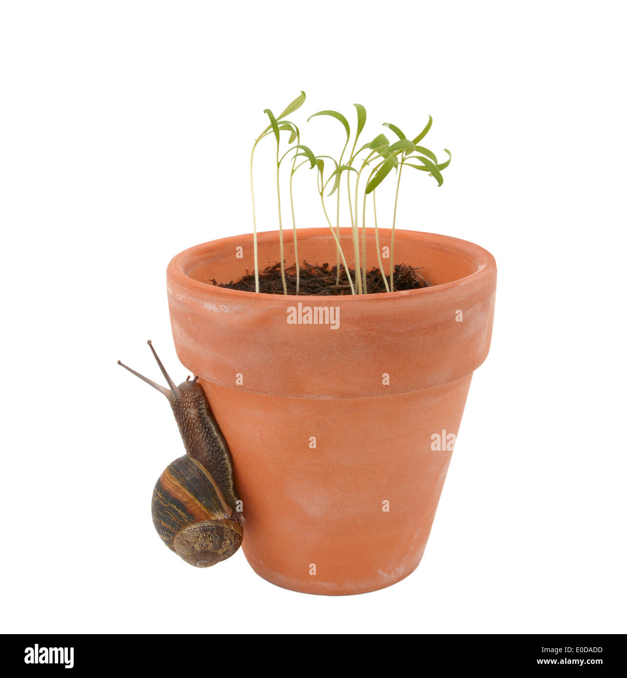 Garden pest, the snail crawls up a flowerpot towards tender seedlings ...